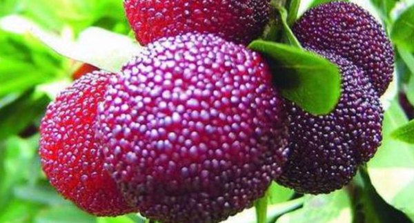 Yumberry: The Chinese Superfruit You Need to Know | Peverelli on ...